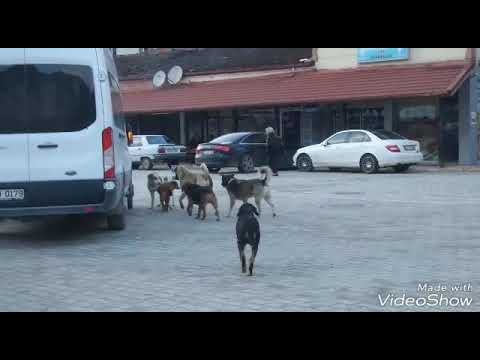 KÖPEKLER TEHLİKE SAÇIYOR! Sinop Erfelek’in Merkez Musa Can Meydanı’nda başıboş gezen köpekler tehlik