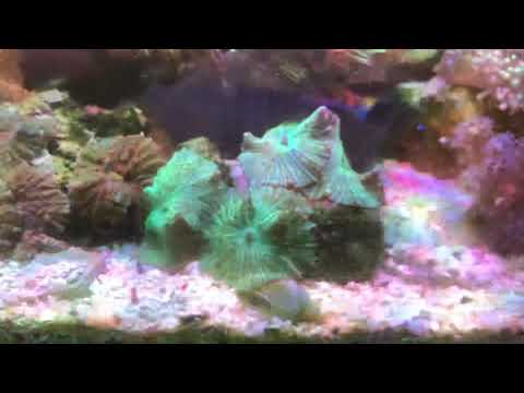 Watermelon Mushroom - YouTube