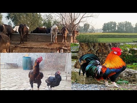 punjab Most beautiful village secenry | Narowal Punjab Village |