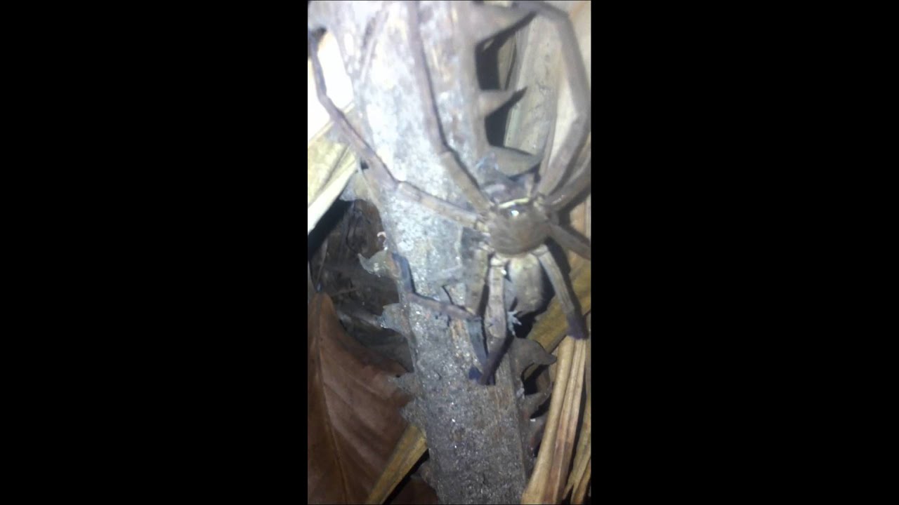 huntsman spider eating gecko - YouTube