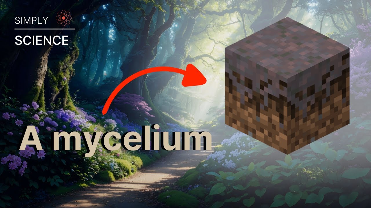 Mycelium - Roots of Fungi (Mycology ep.2) 「2」 - YouTube