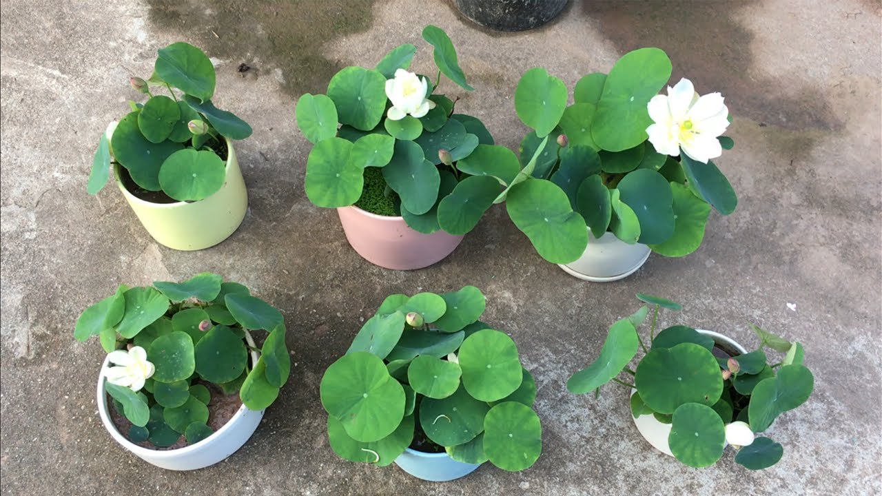 The small lotus pot blooming by the window is truly wonderful | grow ...