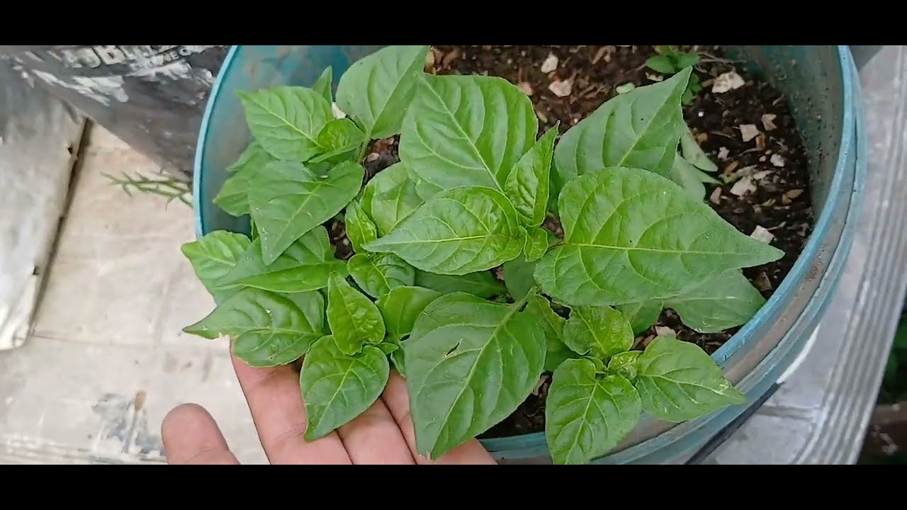 अकबरे खुर्सानी र मार्च महिनामा सार्ने बिरुवाहरु तयार/How to grow dalle ...
