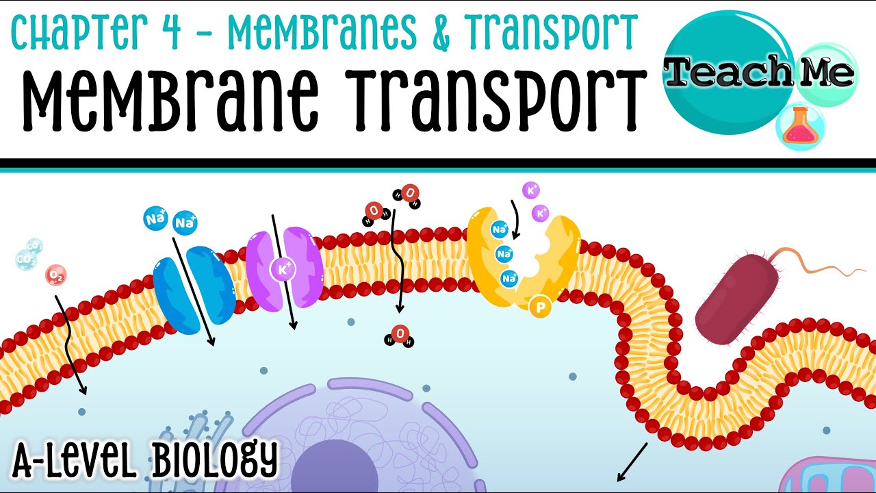 Chapter 4 | Membrane Transport | Cambridge AS & A Level Biology (9700 ...