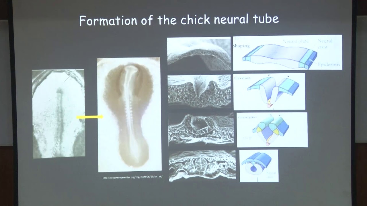 Prof. Jonaki Sen: Gallus gallus, as the model organism. Talk at IIT ...