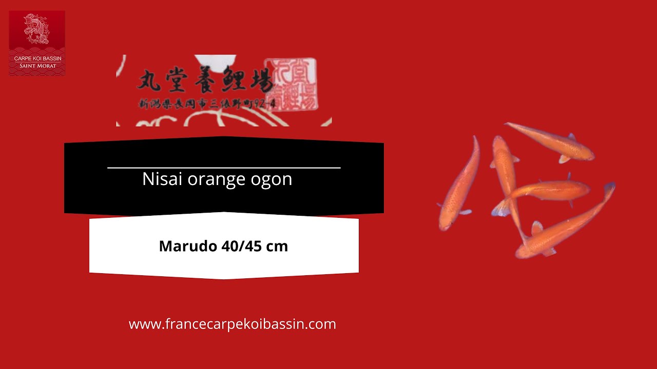 Nisai Orange ogon Marudo pour votre bassin - YouTube