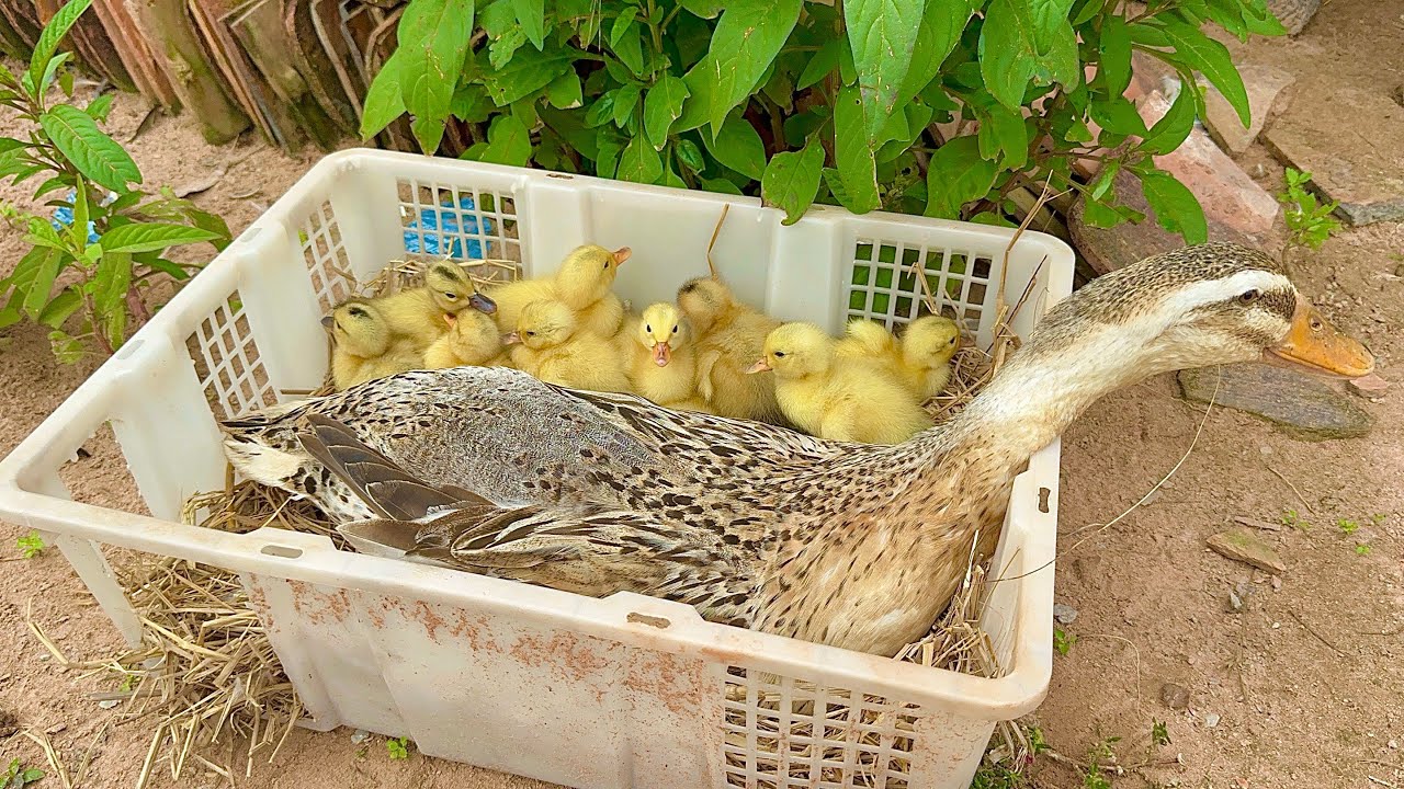 Yellow hatching duckling - In Nesting - YouTube