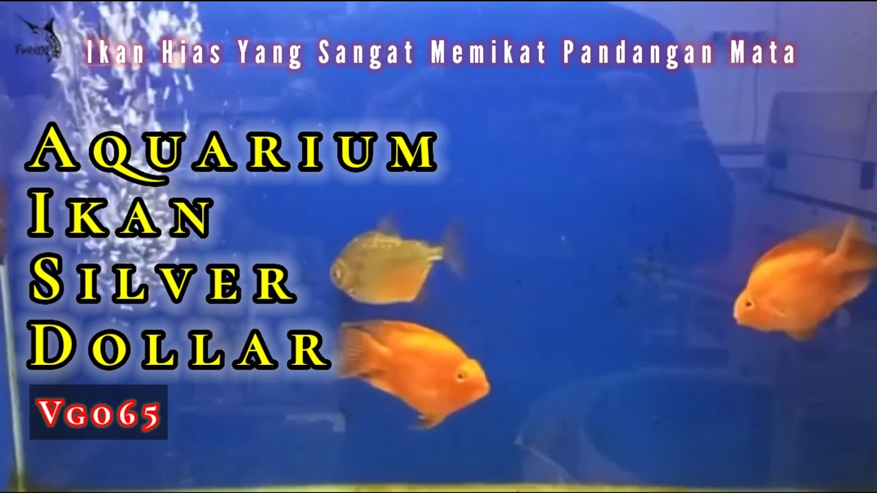 Aquarium Ikan Silver Dollar @KHALISVLOGGINGSS - YouTube