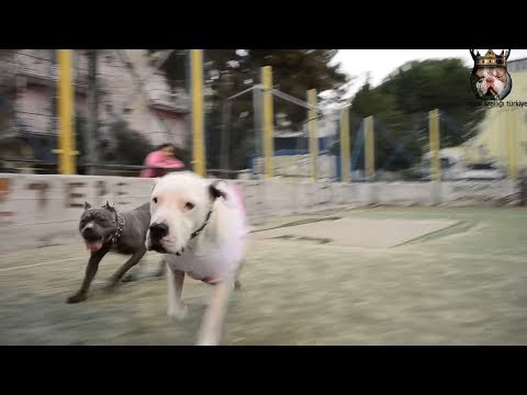 DOGO ARGENTİNO (SULTAN) AMERİKAN BULLY(DORA) sokak köpekleri saldırd!!