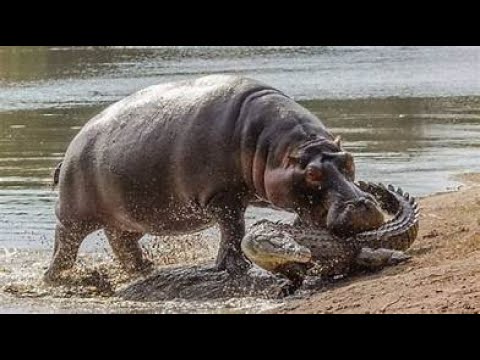 Top 10 Deadly Animals: A Walk on the Wild Side | Dangerous Animals ...