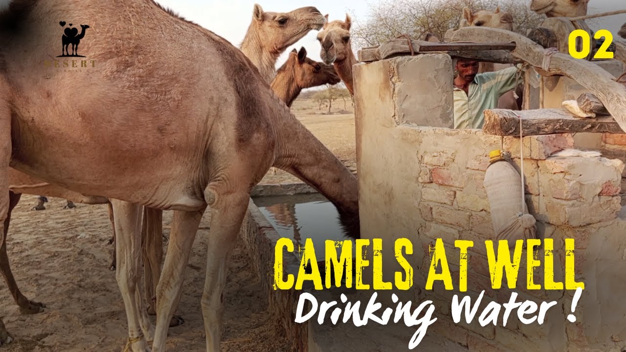 Camels are Drinking Water on well in Desert Area | Camel Life ...