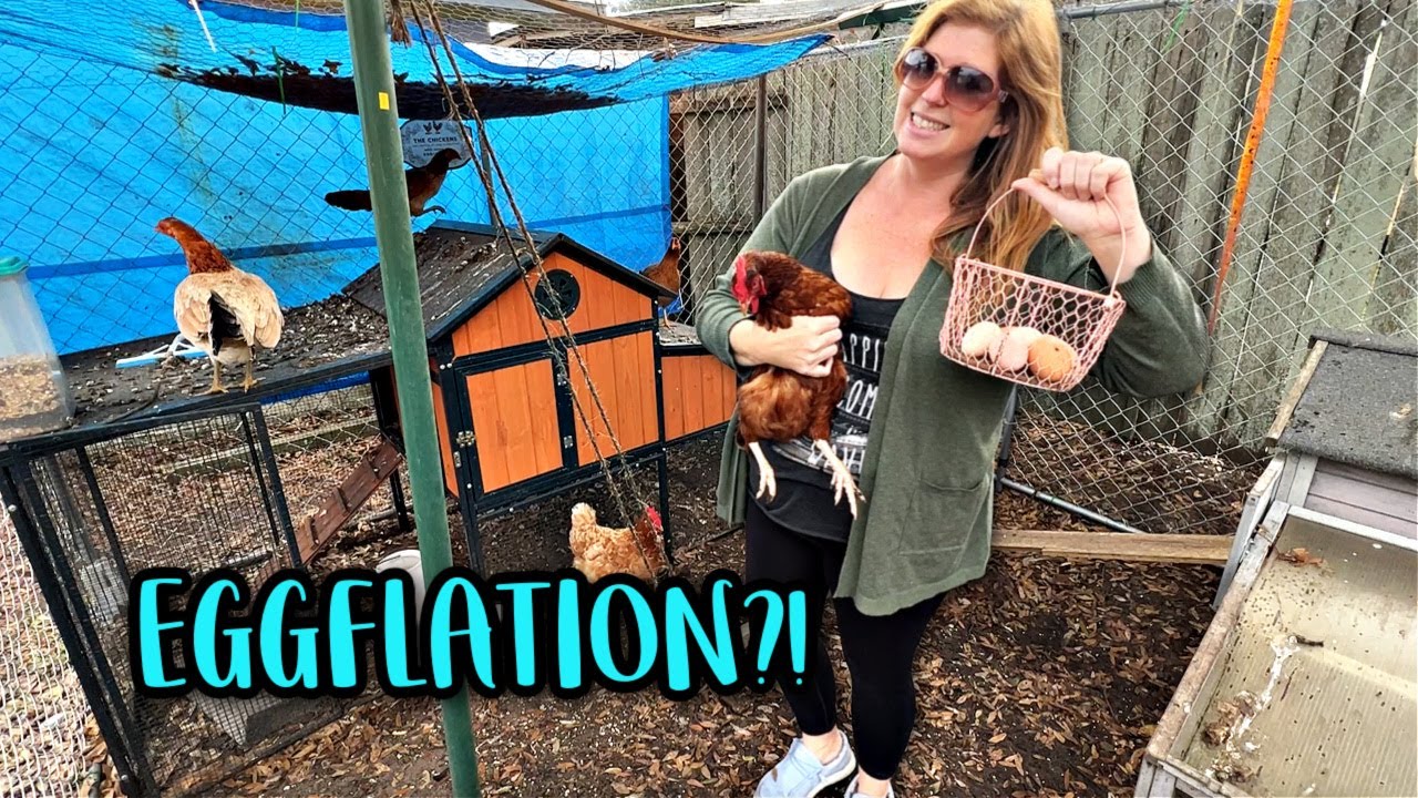 Was This The Best Decision We Have Ever Made *Avoiding EGGFLATION* - YouTube