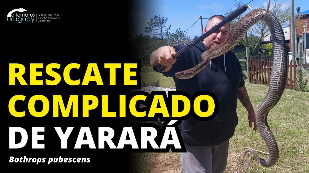 Rescate de Yara/Yarará en cuneta de Punta Colorada | Bothrops pubescens ...