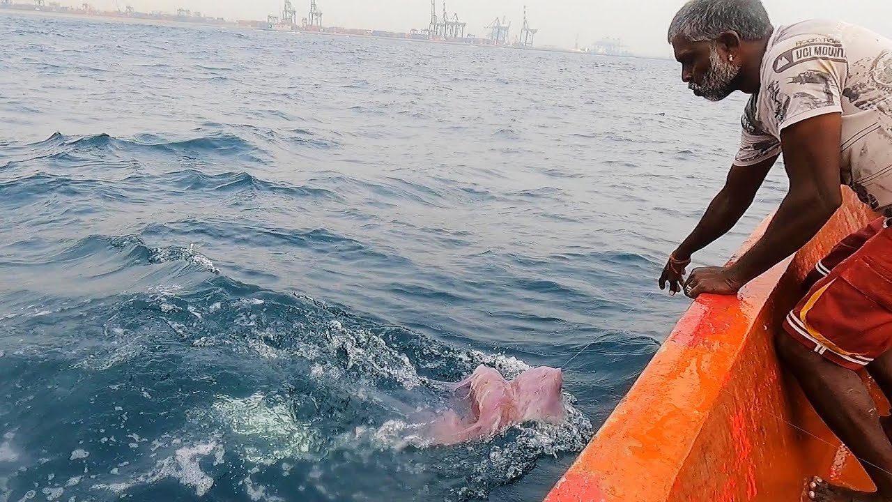 Catching Queen Fish in the Sea - YouTube