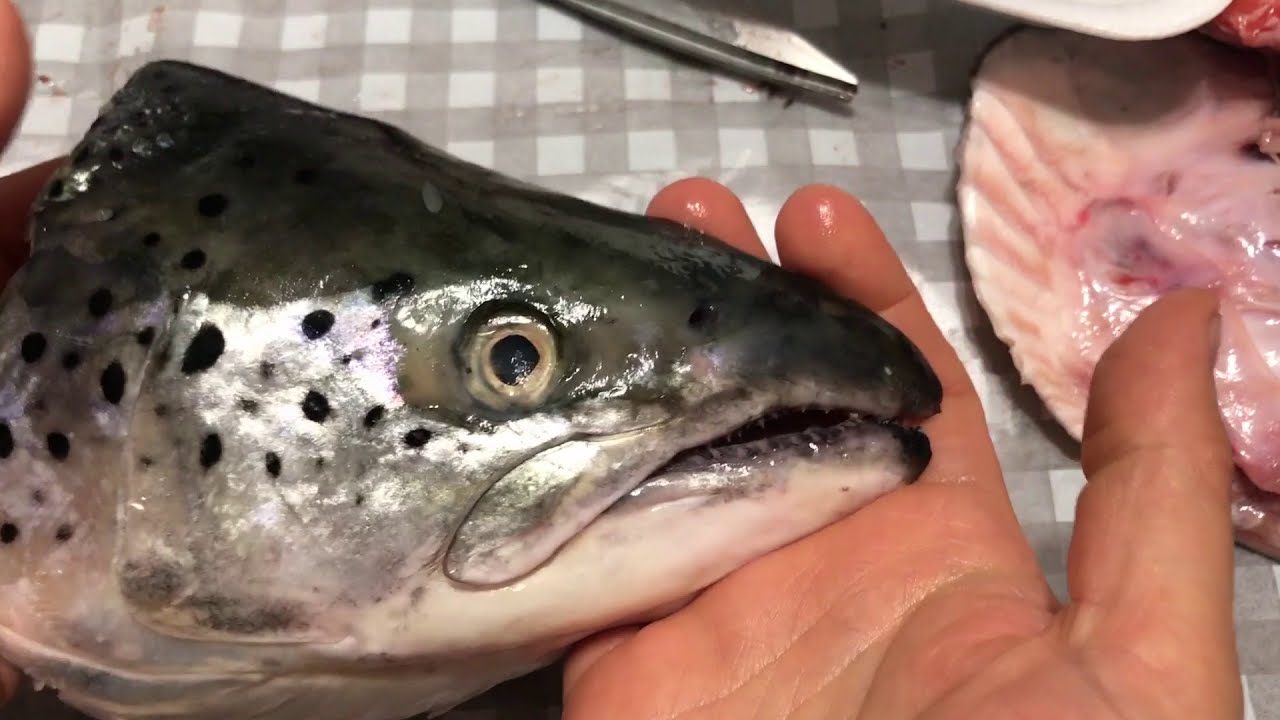 Fresh fish dissection - YouTube
