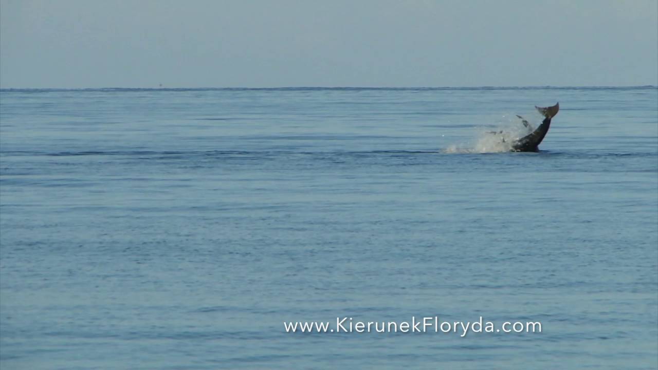 Dolphins at Siesta Key Beach, Sarasota, Florida, delfiny na plaży na ...
