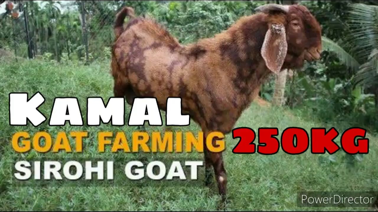 Jai maa goat farm ajmer - YouTube
