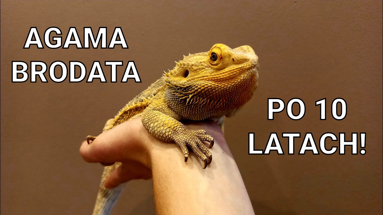 Agama Brodata Agama Brodata | The Image Has Been Originally Created As
