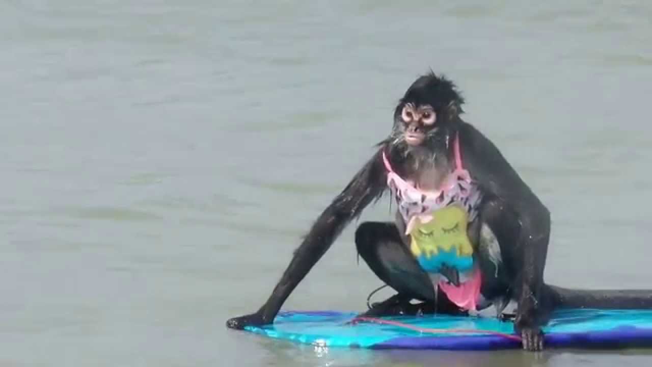 Monkey Spanky The Spider Monkey ...best of 2014 - YouTube