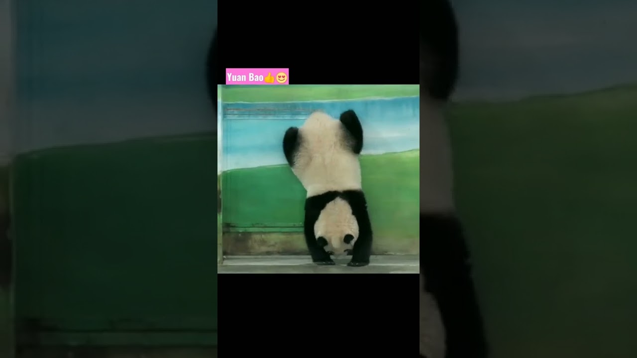 #panda #handstand #圓寶#倒立 #shorts #圆宝 - YouTube