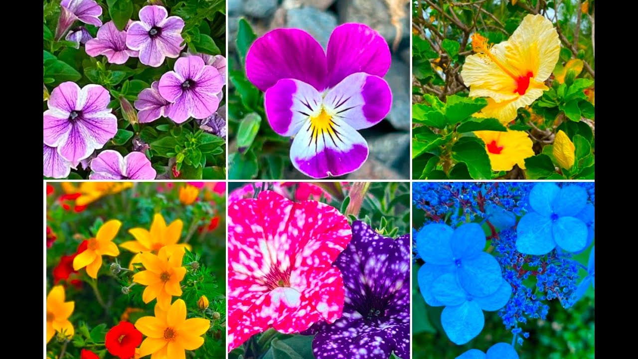 How Colors Perfectly Align ! Nature Masterpiece!😍 - YouTube