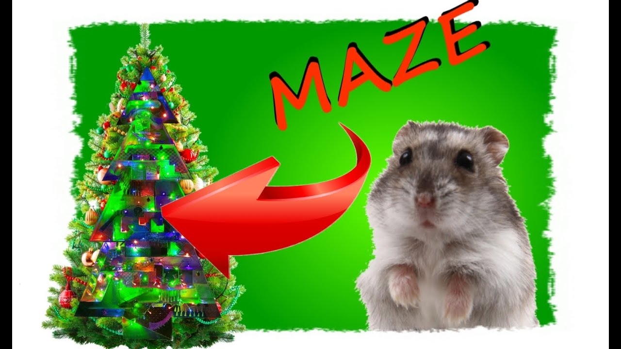 Biggest Christmas Tree maze for hamster in real life 🐹 - YouTube