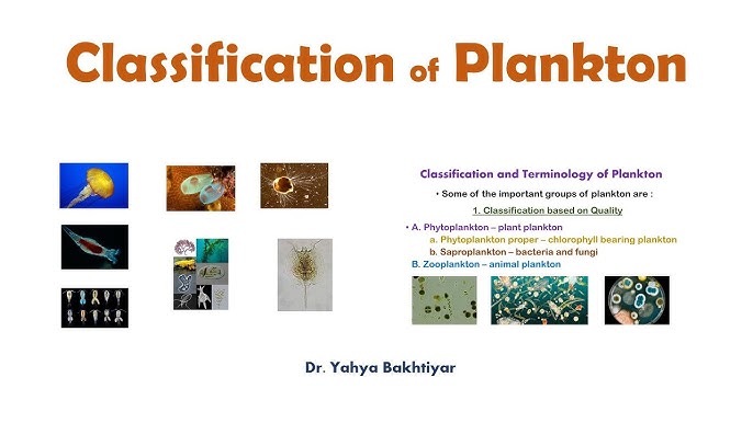 Zooplankton Taxonomy Zooplankton Creature Feature