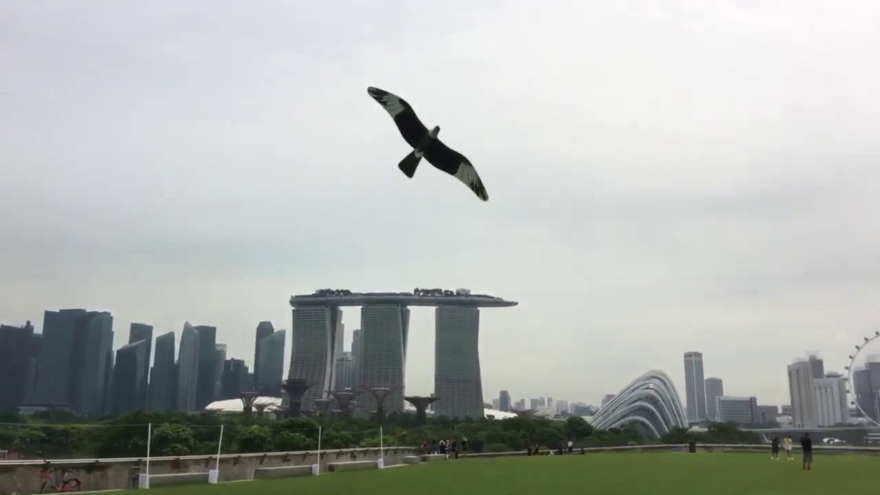 eagle kite panying ( Flying my eagle at Marina Barrage ) - YouTube