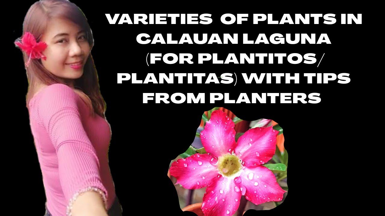 VARIETIES OF PLANTS IN CALAUAN,LAGUNA (PLANTITOS & PLANTITAS) WITH TIPS ...