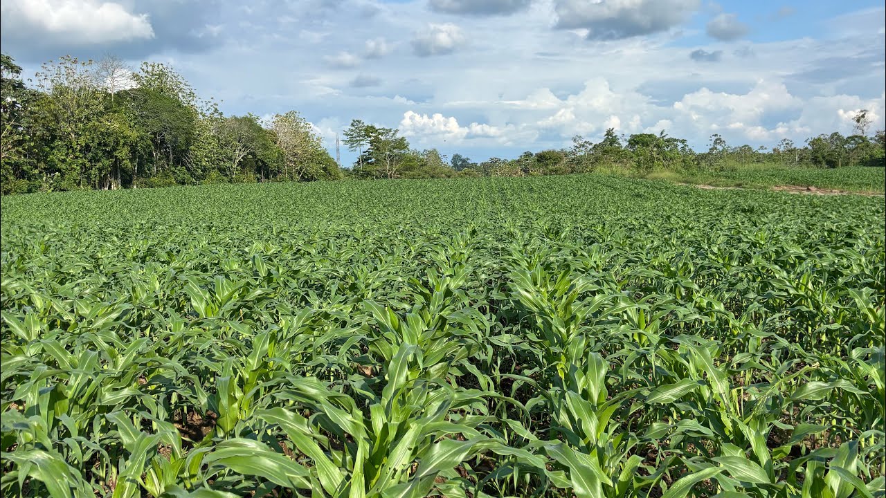Ciclo de maíz Verano 2024. Tropicol 🌽 - YouTube