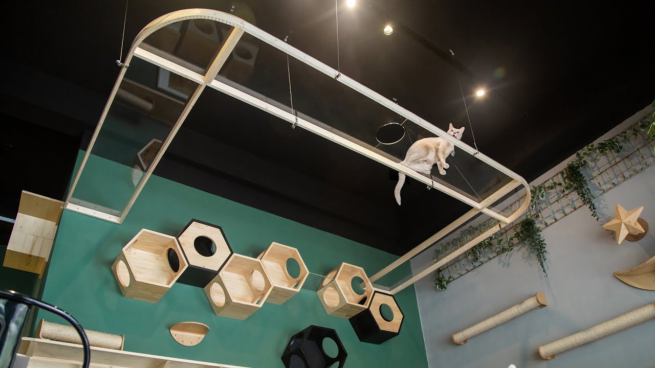 MYZOO Breakroom Ver 2020｜MYZOO動物緣 - YouTube