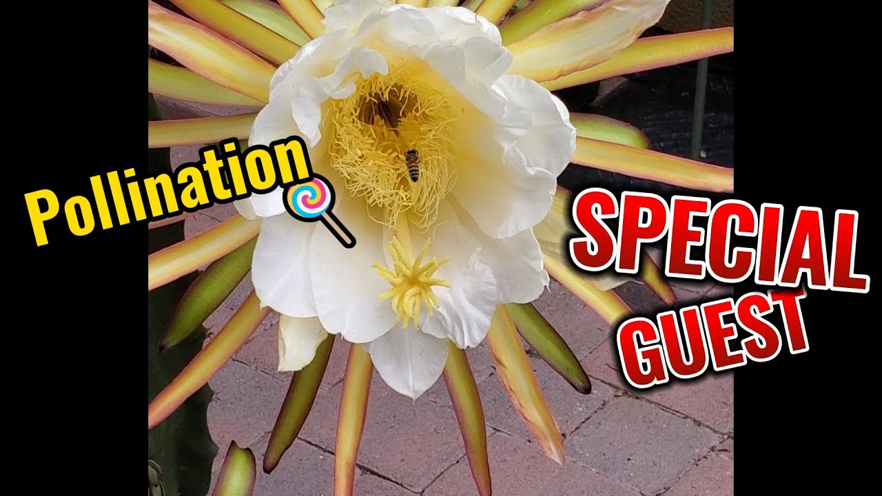 🐝Dragon Fruit Flower Pollination with Special Guest #28 #kopiniaga # ...
