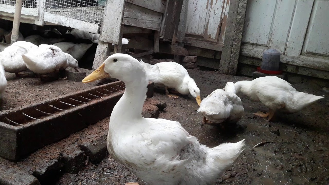 RATE PEKIN | PEKING DUCKS 2 LUNI | 2 MONTHS - YouTube