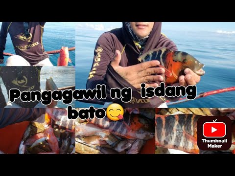 Pangagawil sa dagat ng isdang bato. - YouTube