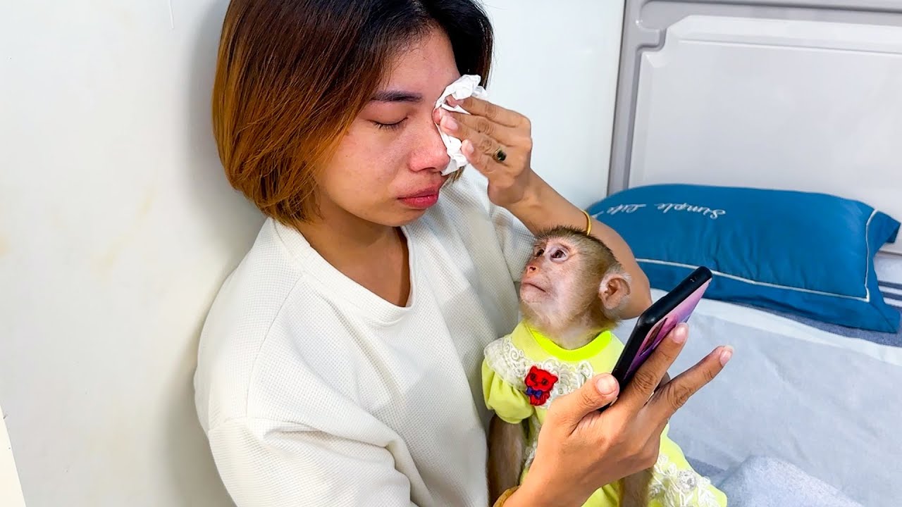 Monkey Kaka and Diem took tissue to wipe mom's tears when she cried ...