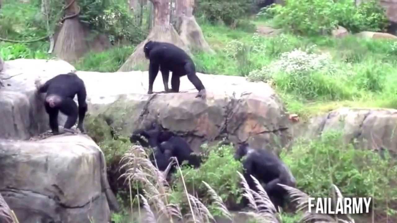 When Animals Attack Compilation || FailArmy - YouTube