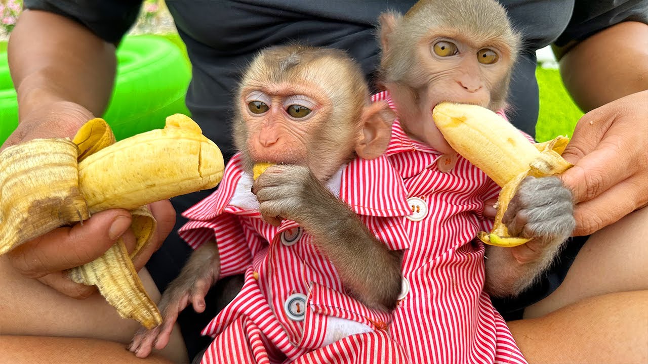 Dad soothed two sulking little monkeys - YouTube