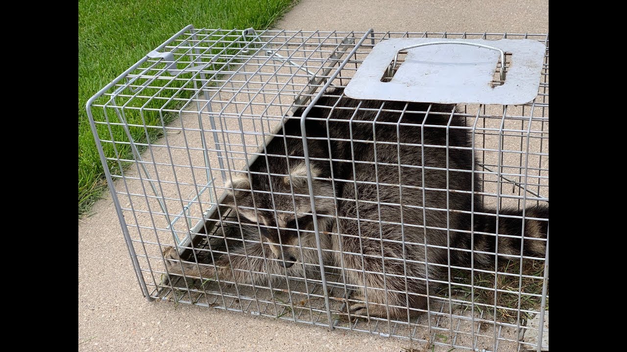 Relocating pesky raccoons once again - YouTube