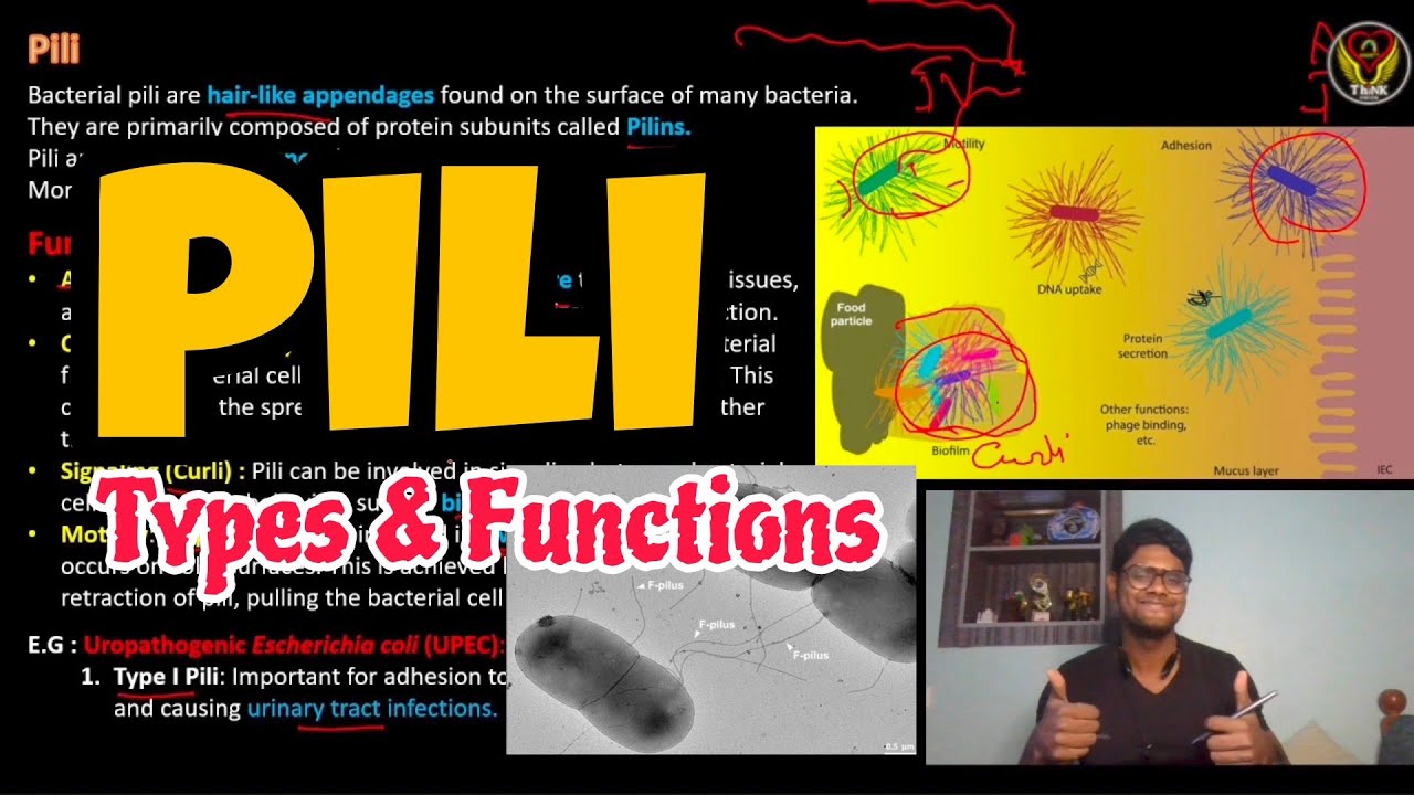 Pili (Pilus) | Types | Structure & Functions | Bacteria | Tamil ...