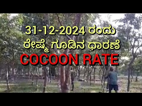 Mulberry Cocoon Price As on 31-12-2024 at Karnataka Govt. Cocoon Market ...