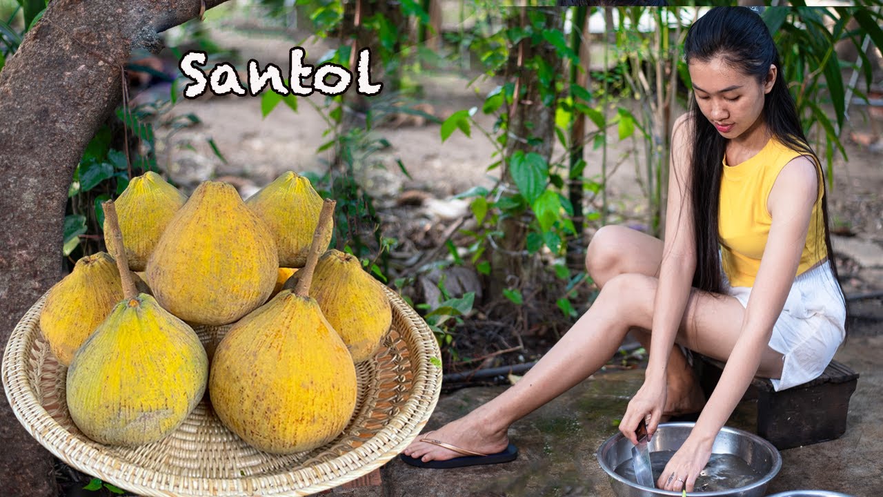 Fresh Santol Fruits Recipe in my village | santol ...