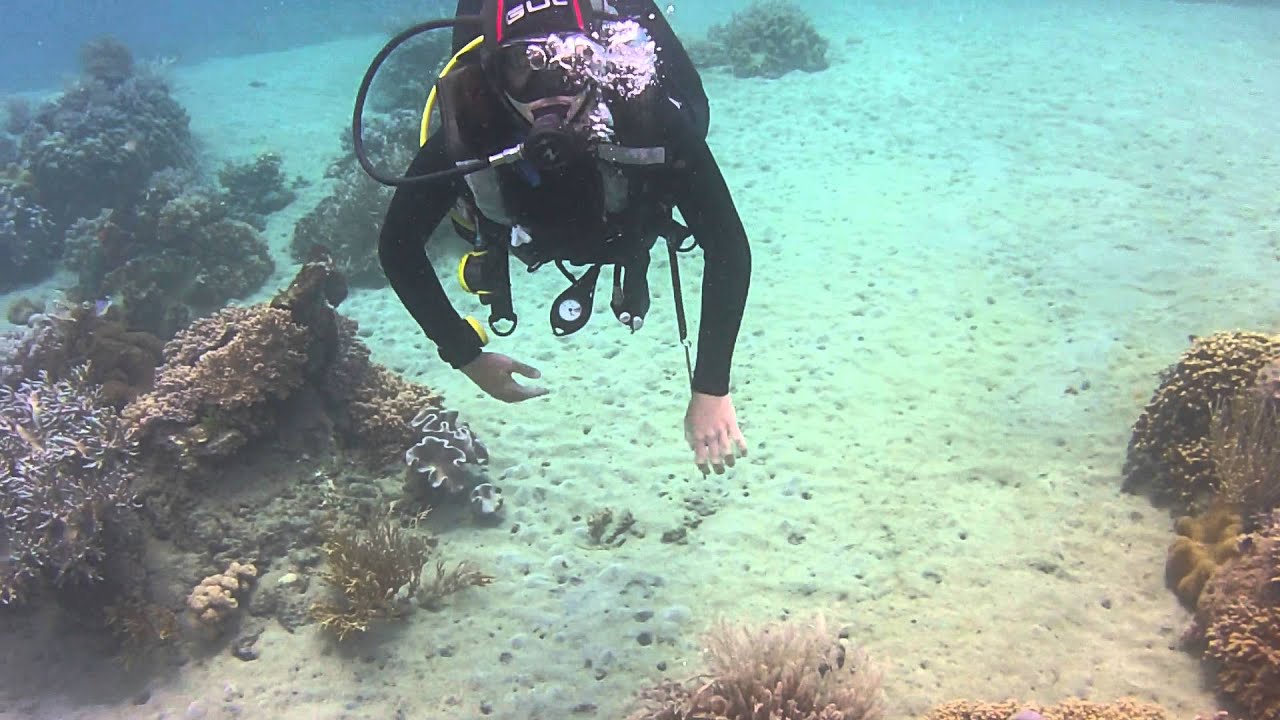 Ferocious attacking Clown Fish - YouTube