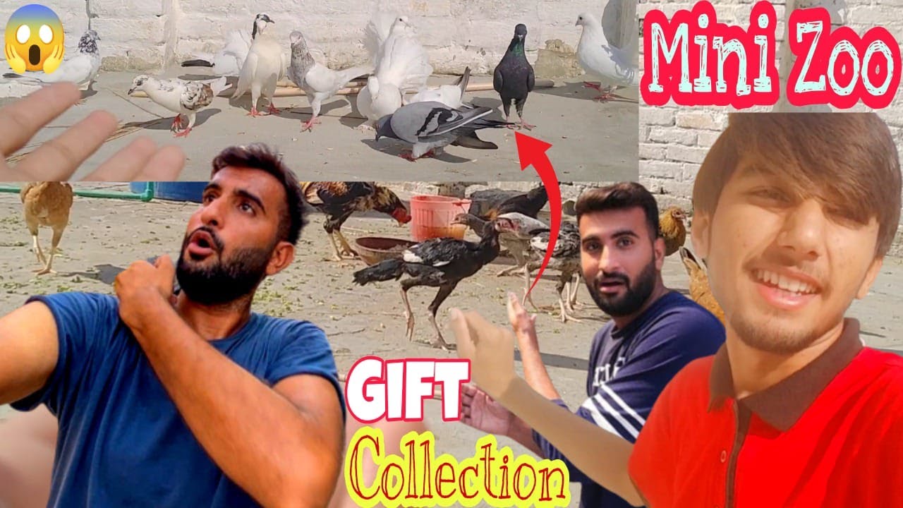 Gift Collection Mini Zoo ️ | Chota Shoqen - YouTube