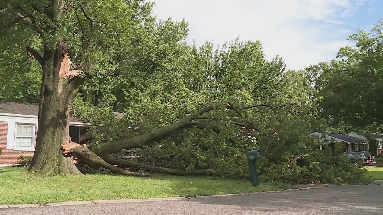 Wheelchair-bound man trapped at home after tree falls on his only ramp ...