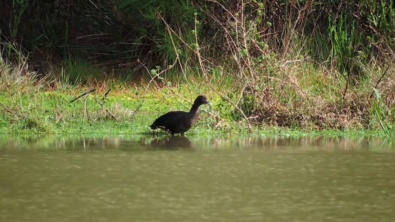 Pato-do-Mato - Cairina moschata (Linnaeus, 1758) - YouTube