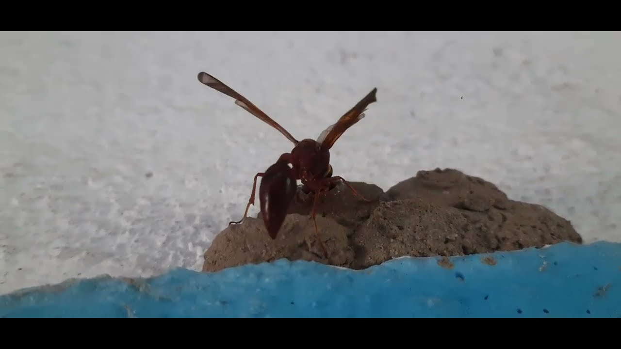 Hornet's House building - YouTube
