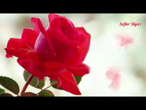 VİRD ÇEKMEYEN SOFİ DERT ÇEKER KURBANIM   MUHTEŞEM SOHBET   SOFİLER DİYARI