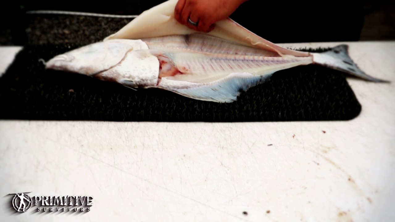 Primitive Survivors: How to clean a Halibut - YouTube