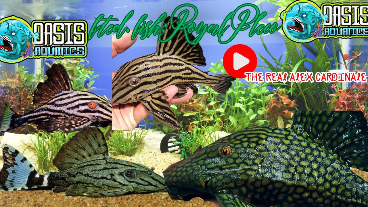 Oasis Aquatics Featured Fish: Royal Pleco - YouTube