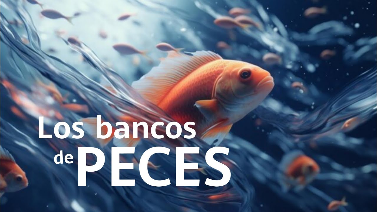Los bancos de Peces. #peces #parati - YouTube